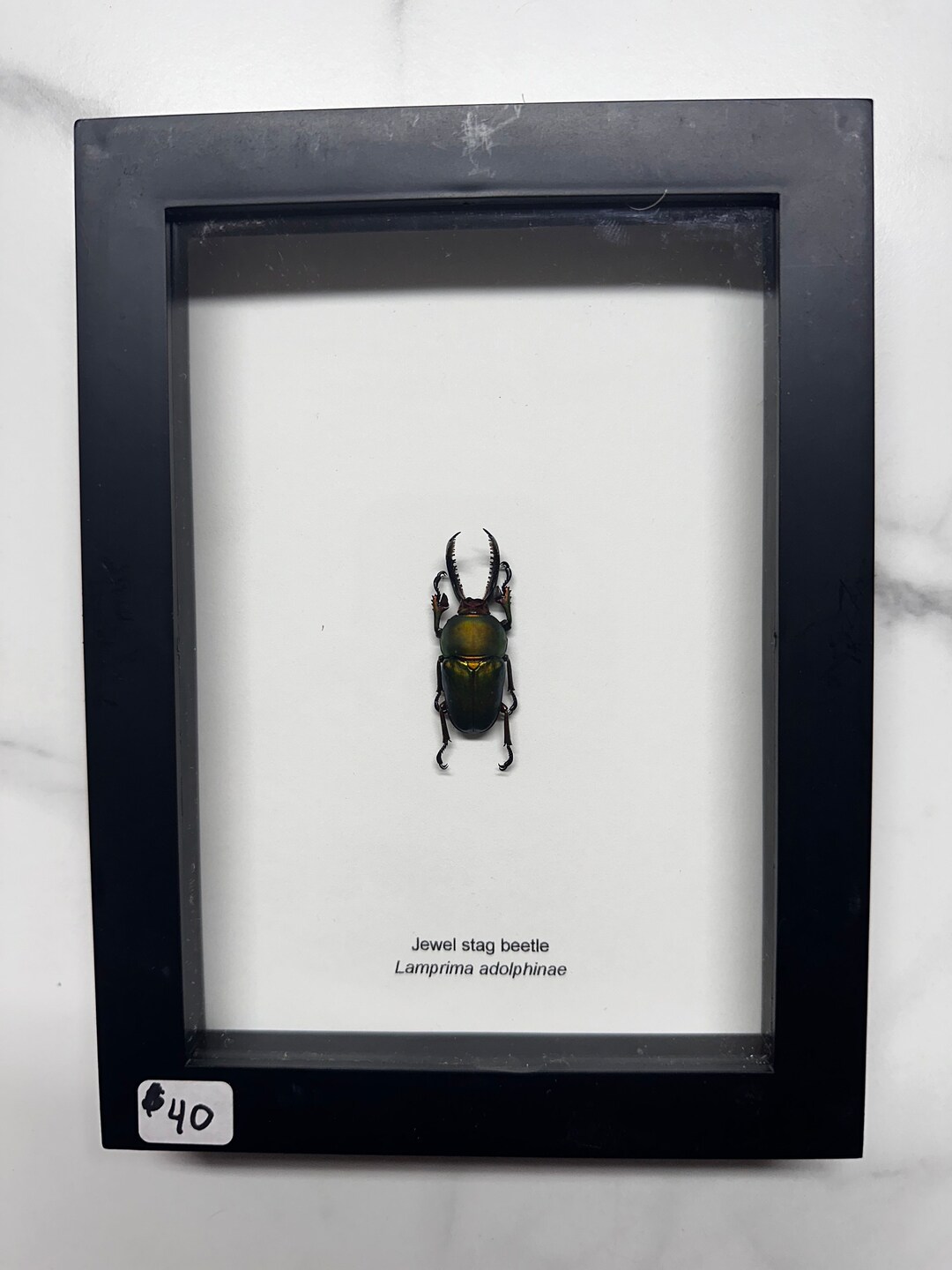 Jewel Stag Beetle 5x7 Frame - Etsy