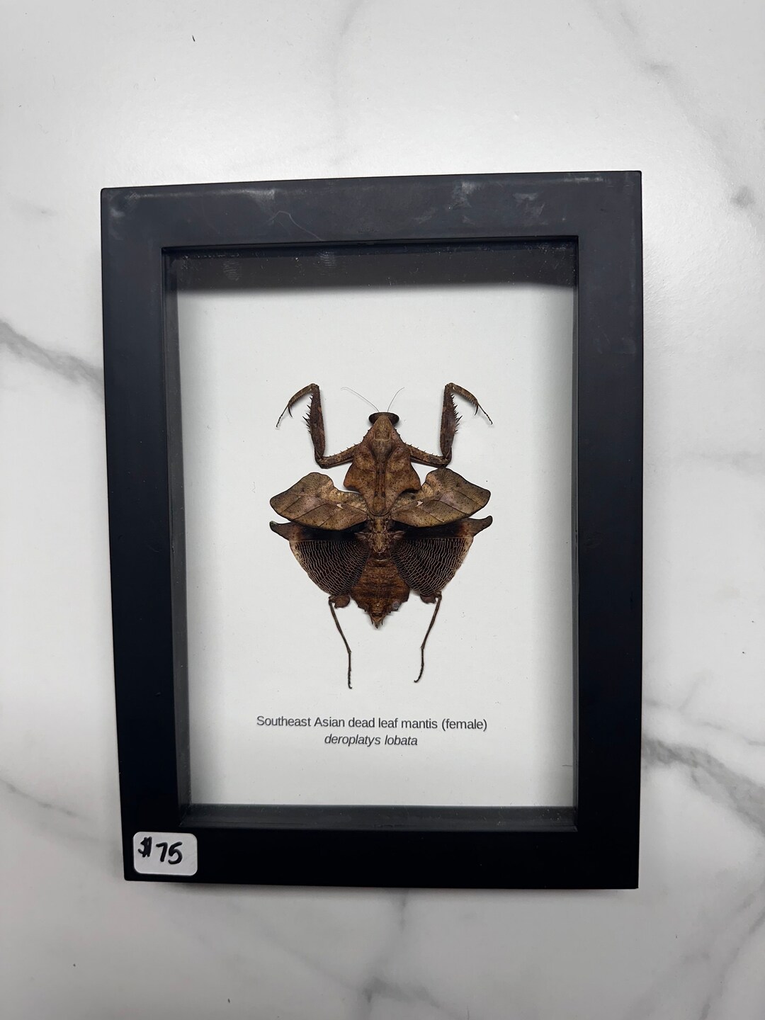 Asian Dead Leaf Mantis 5x7 Frame - Etsy