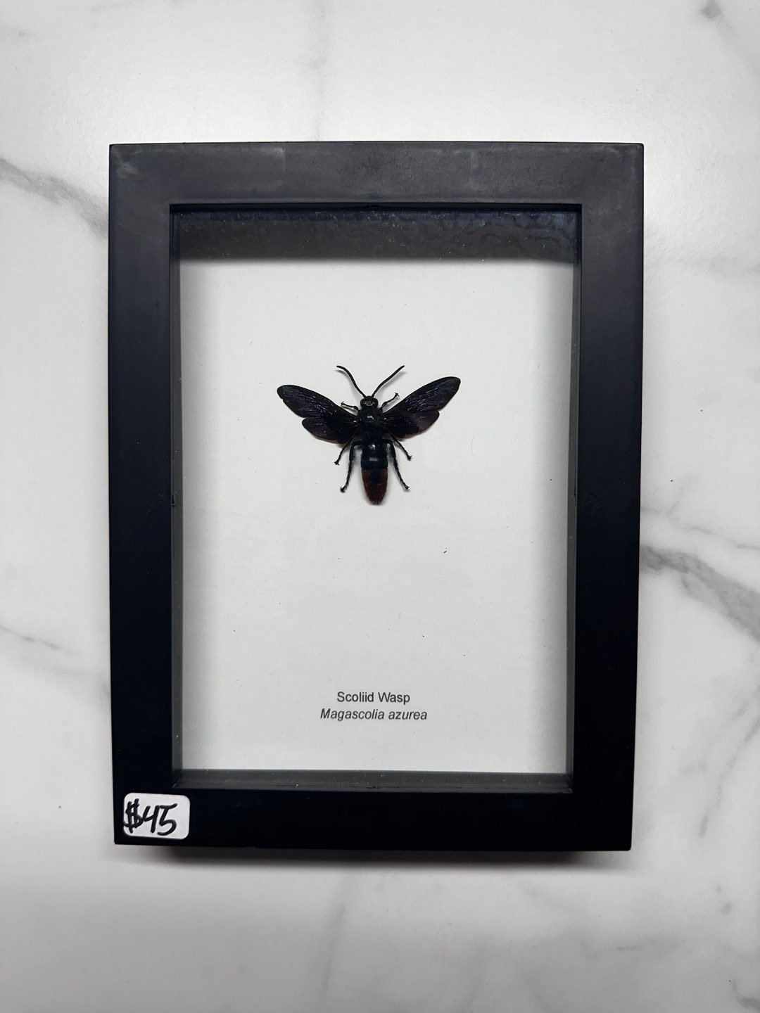 Scoliid Wasp 5x7 Frame - Etsy