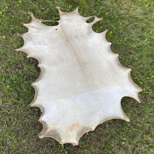 Deer Hide - Etsy