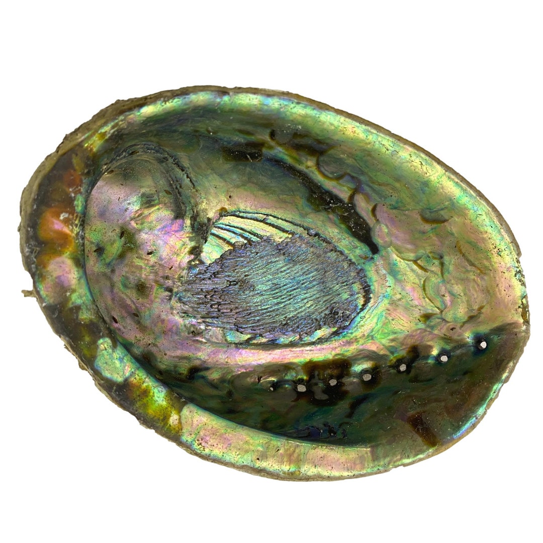 Beautiful Pacific Hand-picked Abalone Shell Jewelry Bowl Home Accent ...