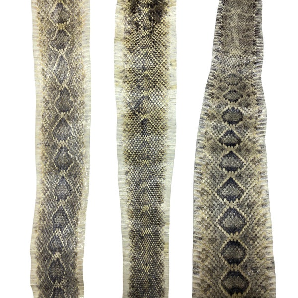 Rattlesnake Skin - Etsy