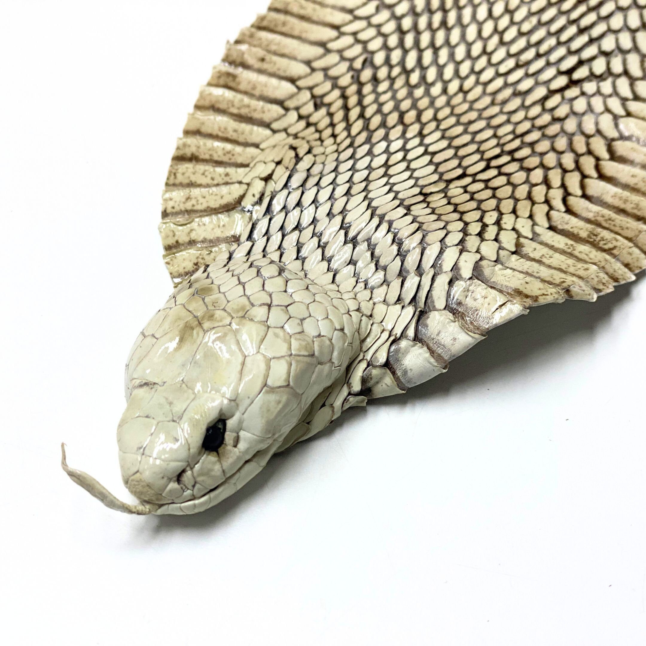 Snake King Cobra White