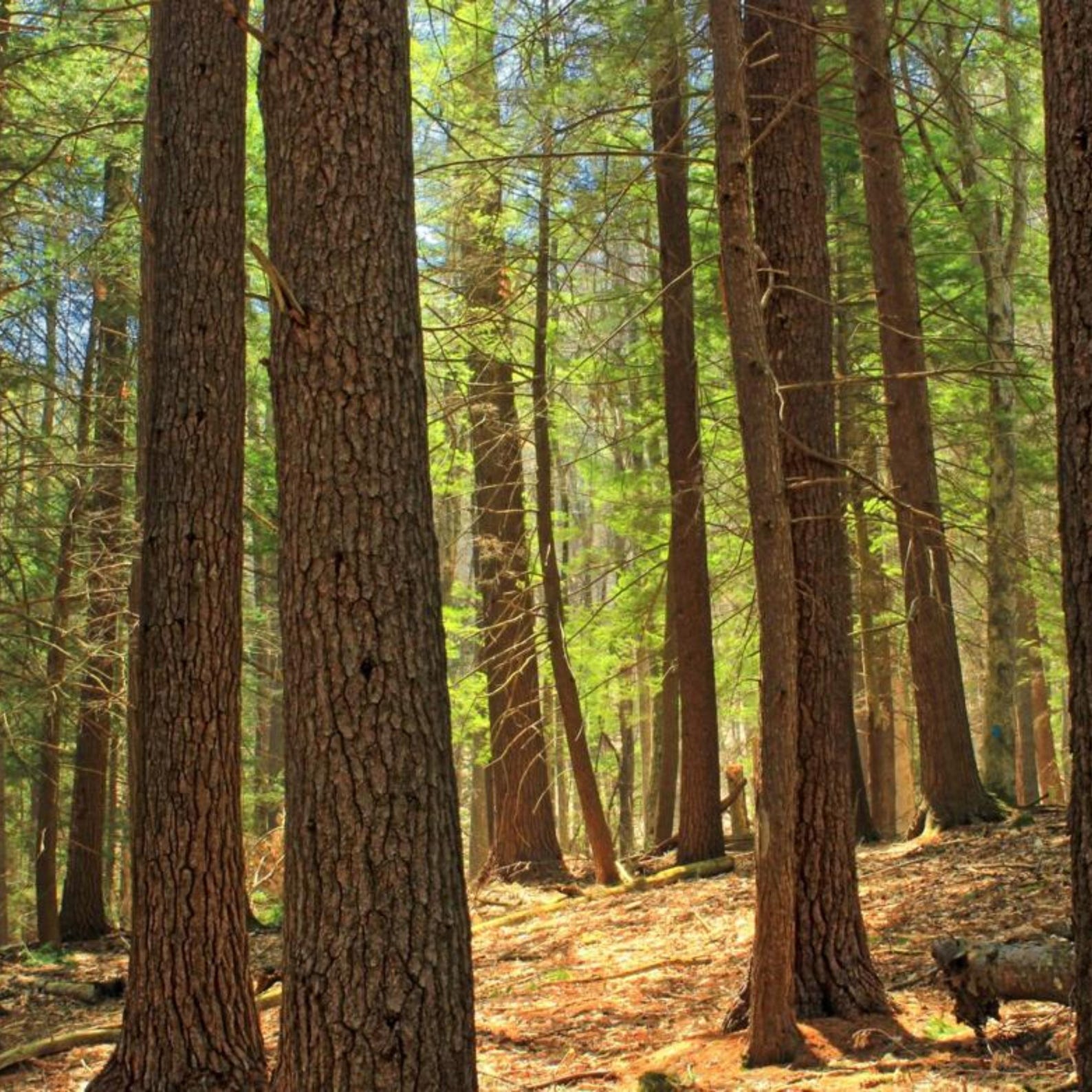Eastern Hemlock Tree Seeds: Native Tsuga Canadensis for Reforestation ...