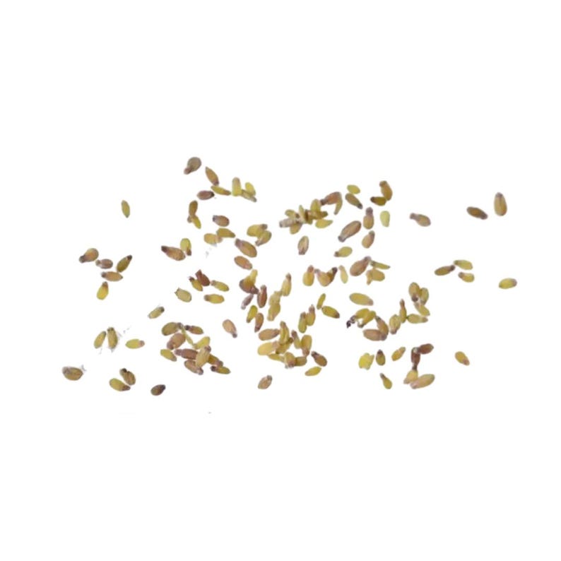 Quaking Aspen Tree Seeds: Populus Tremuloides, Golden Fall Color - Etsy