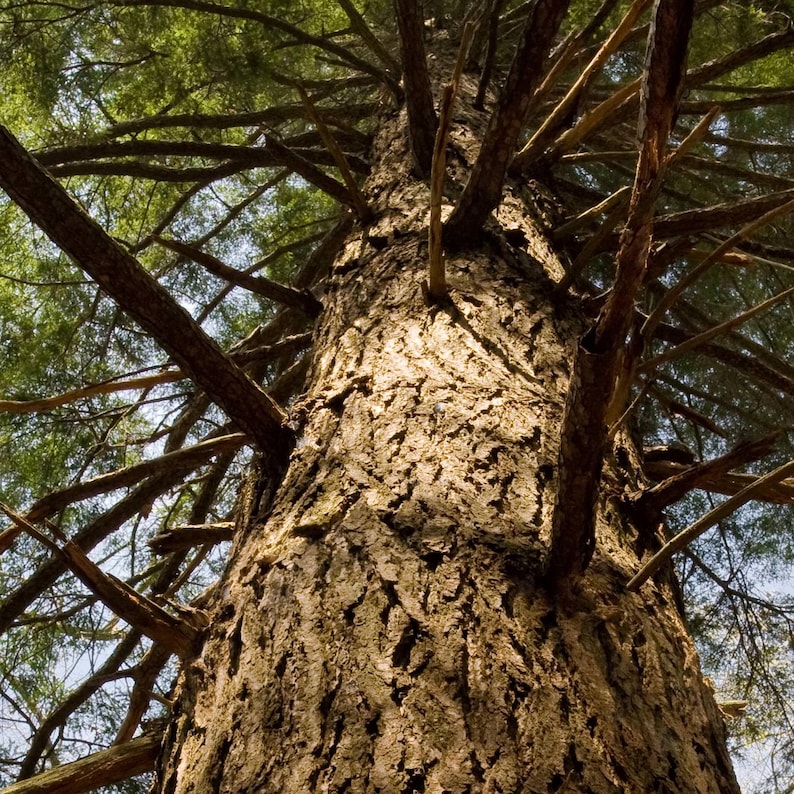 Eastern Hemlock Tree Seeds: Native Tsuga Canadensis for Reforestation ...