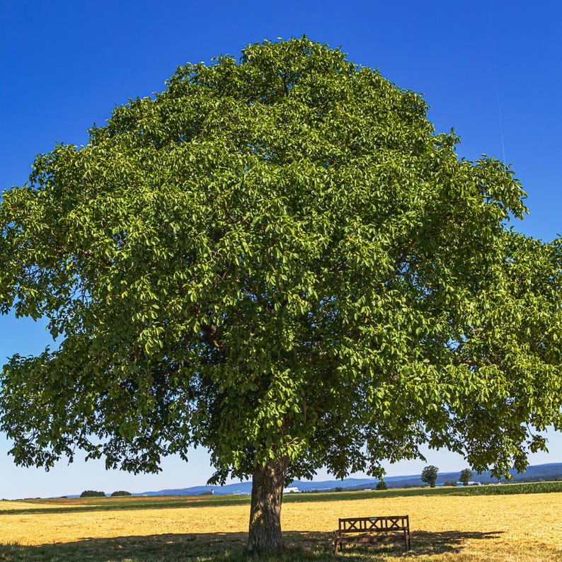 Carpathian English Walnut Tree Seeds | Persian Walnut | (juglans Regia ...