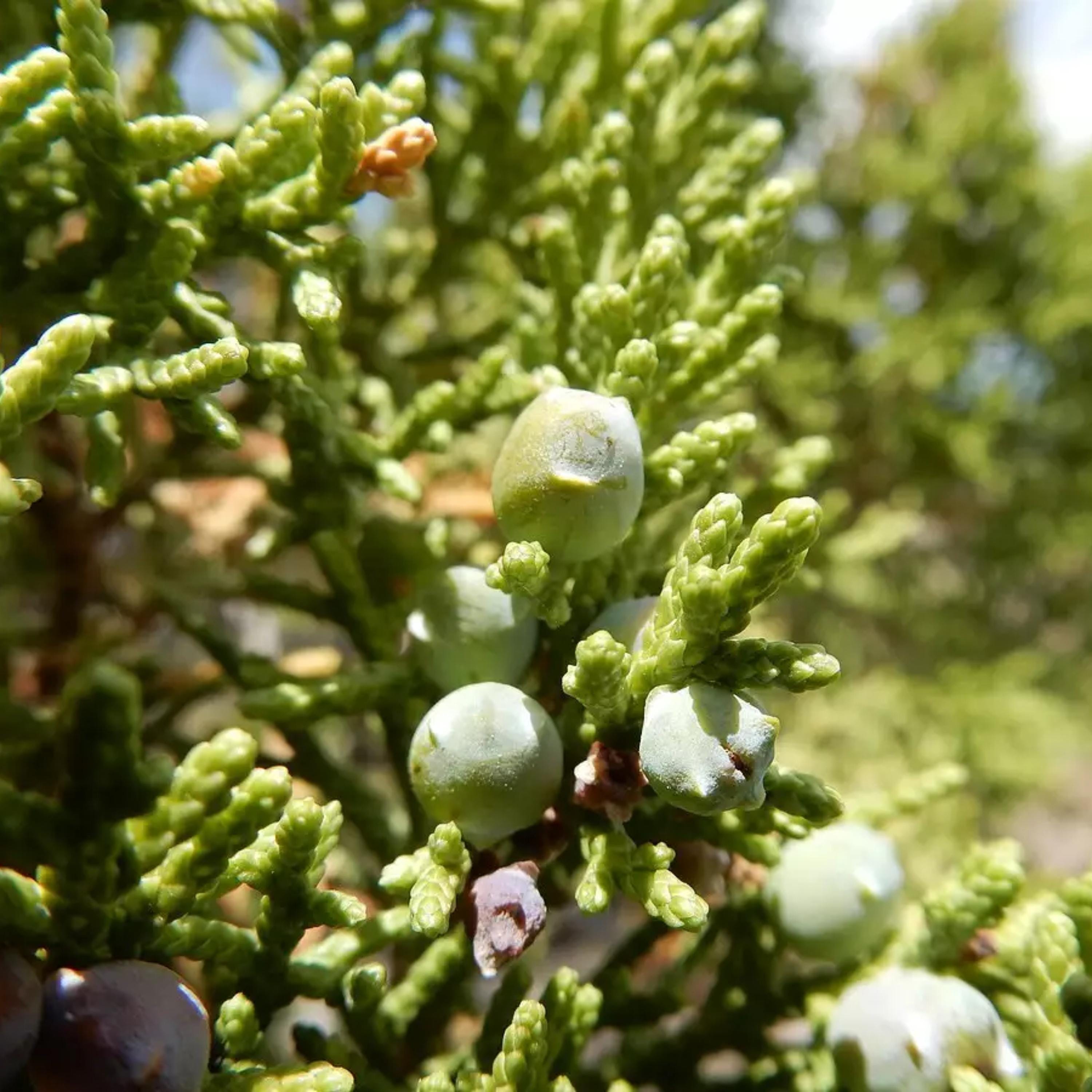 Oneseed Juniper | Cherrystone Juniper Seeds (juniperus Monosperma ...