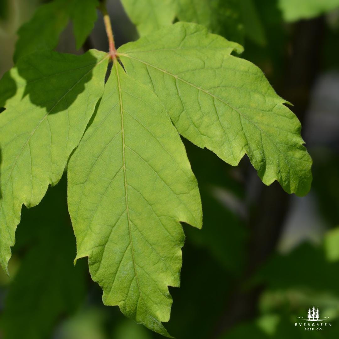 Paperbark Maple (acer Griseum) | Rare Ornamental Tree With Peeling ...