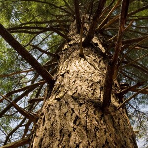 Eastern Hemlock Tree Seeds | (tsuga Canadensis) - Etsy