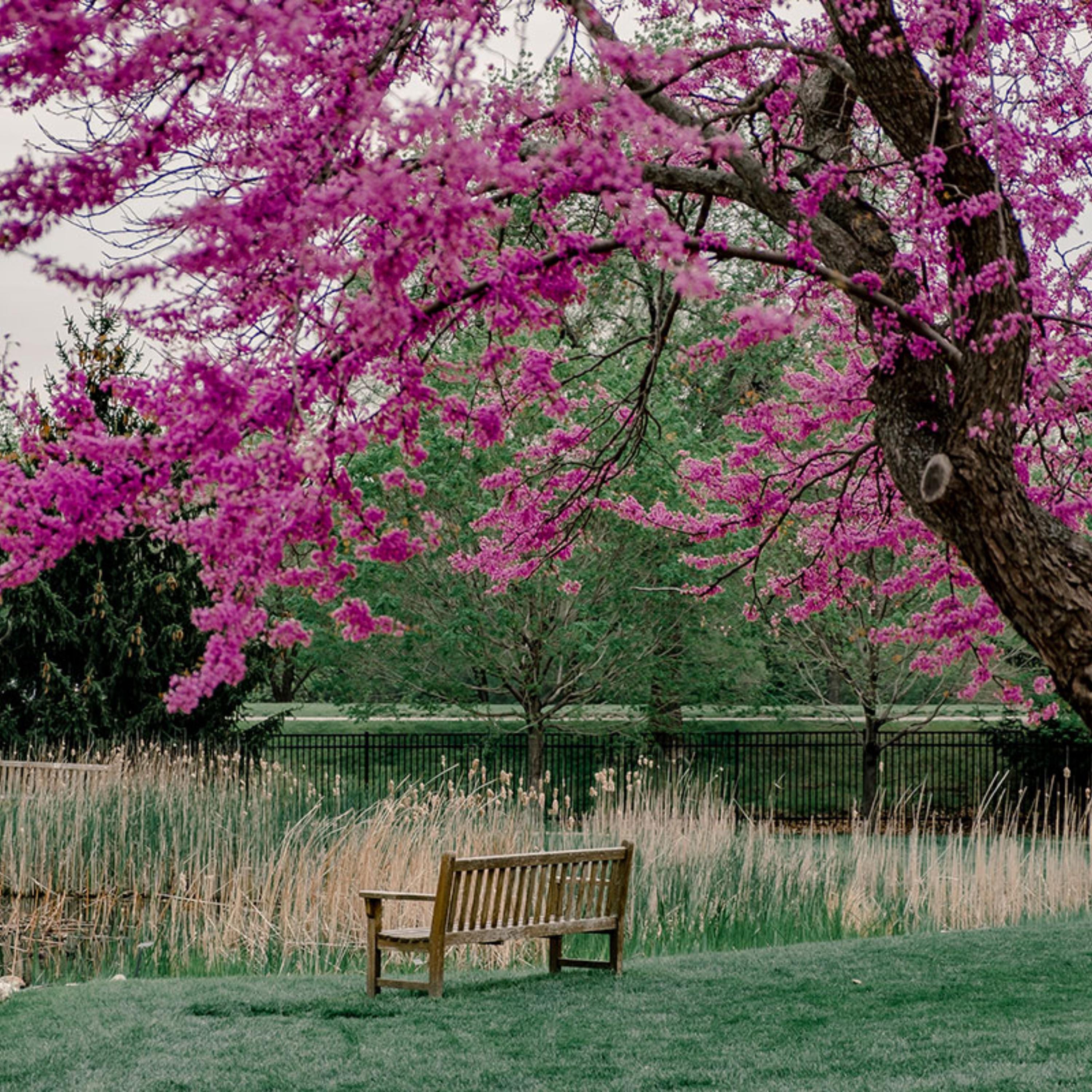 Eastern Redbud Tree Seeds (cercis Canadensis) | Native Flowering Tree ...
