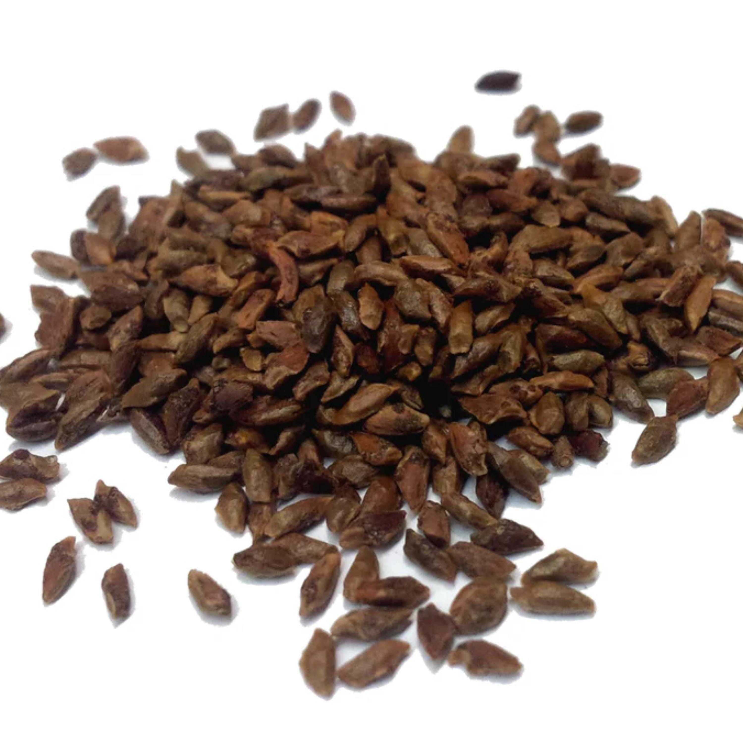 Eastern Hemlock Tree Seeds: Native Tsuga Canadensis for Reforestation ...