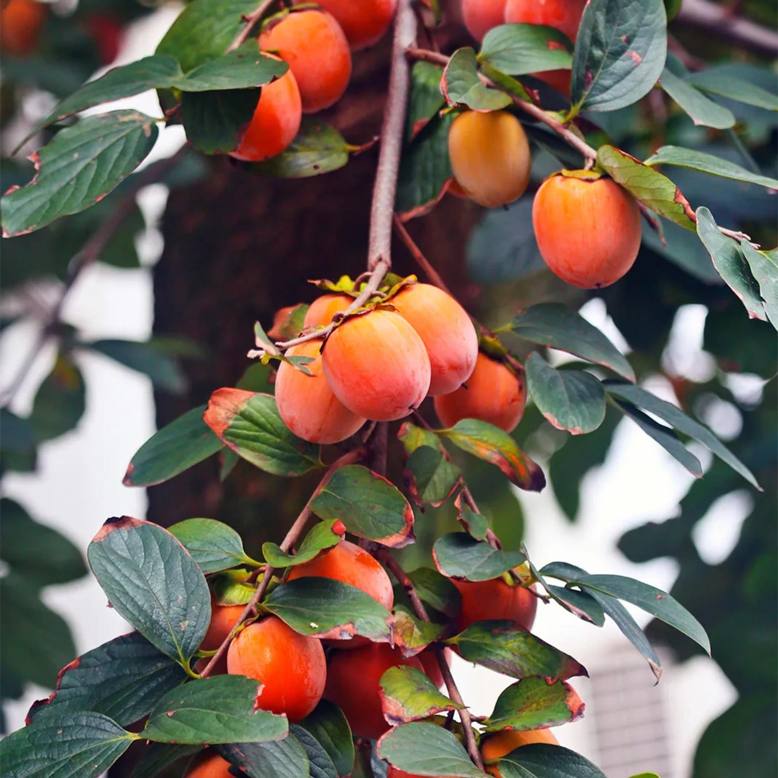 Common Persimmon Tree Seeds | American Persimmon | (diospyros ...