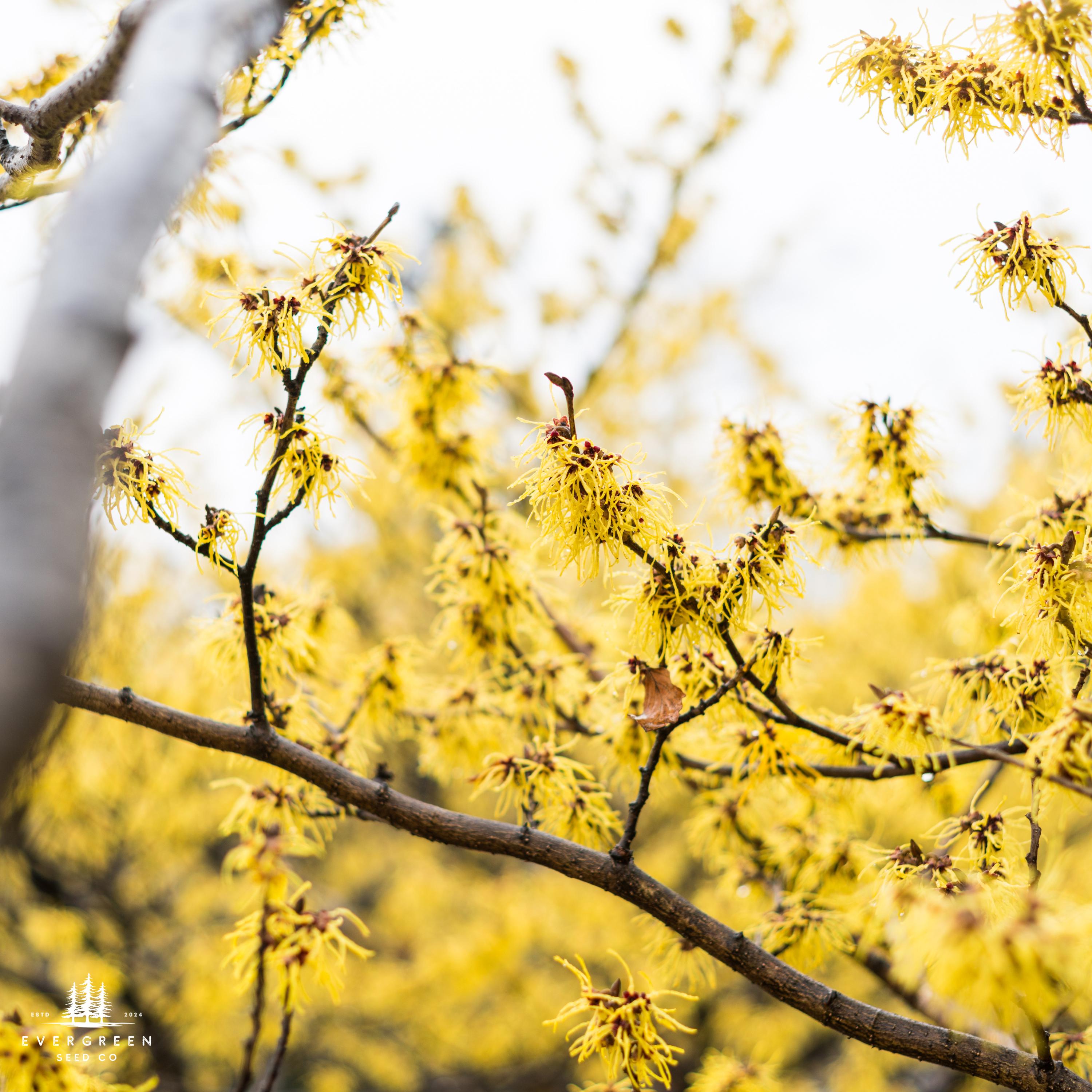American Witch Hazel Tree Seeds | (hamamelis Virginiana) - Etsy