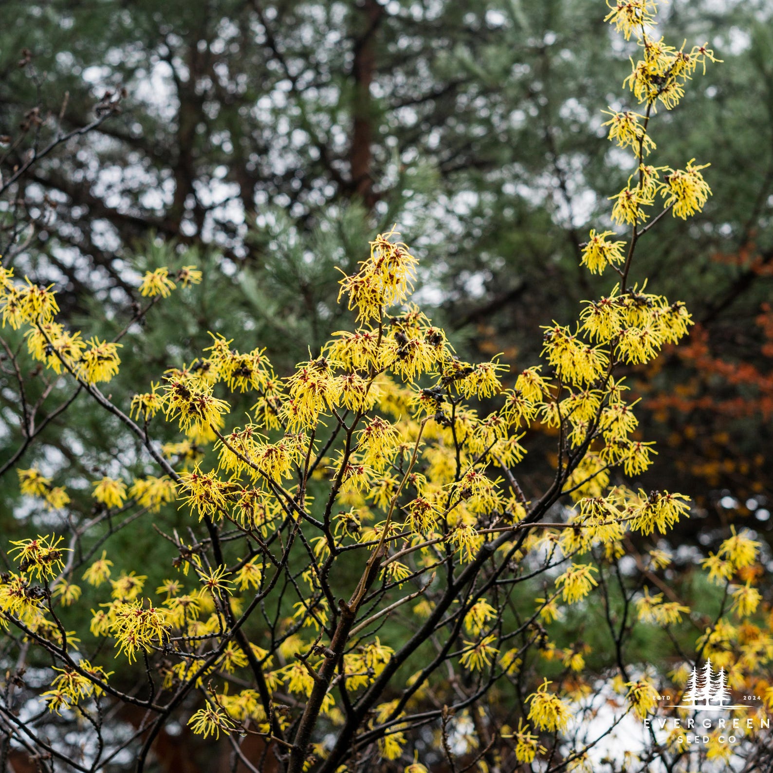 American Witch Hazel Tree Seeds | (hamamelis Virginiana) - Etsy