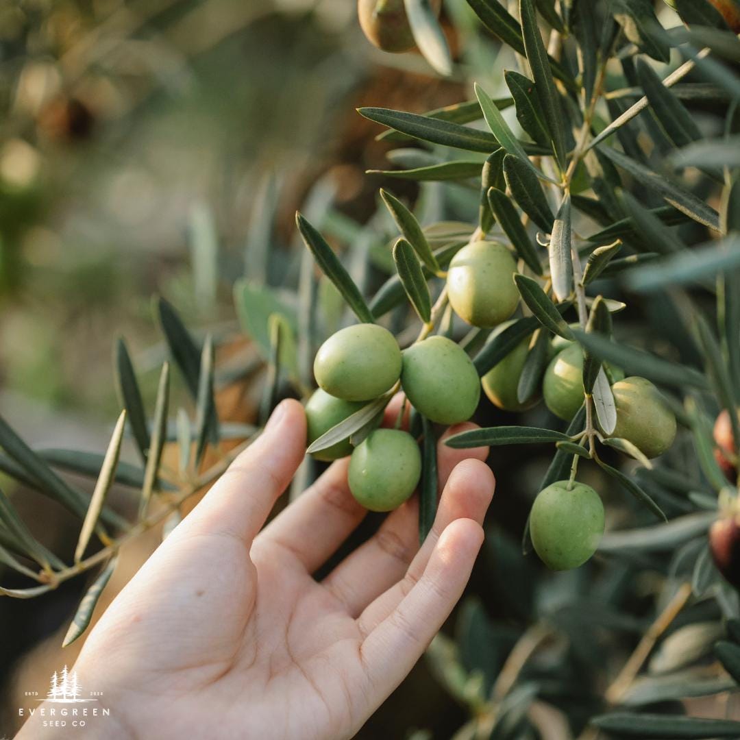 Olive Tree Seeds | Olea Europaea | Drought-tolerant Mediterranean ...
