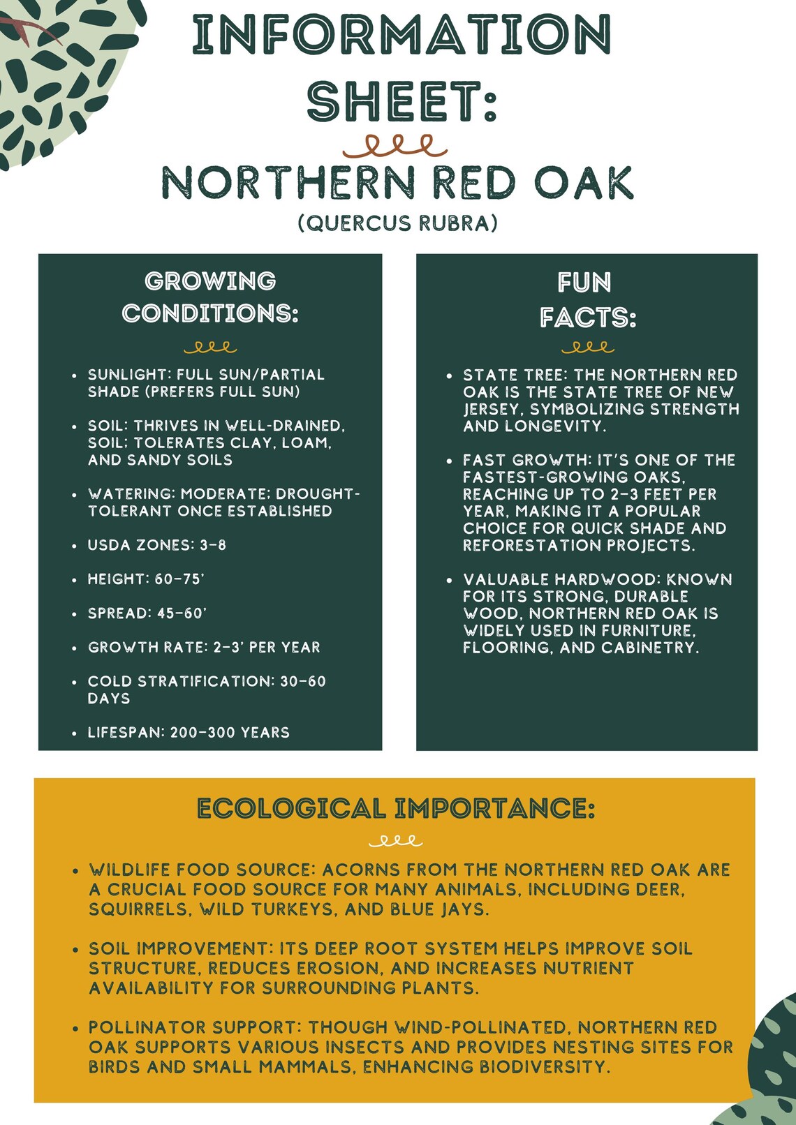 Northern Red Oak Tree Seeds | Quercus Rubra | Fast-growing Hardwood for ...