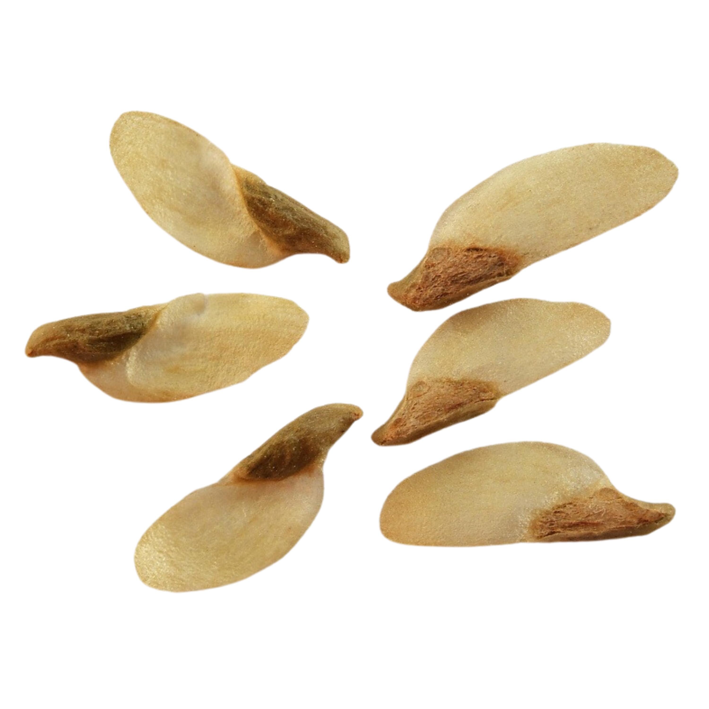 Eastern Hemlock Tree Seeds | (tsuga Canadensis) - Etsy