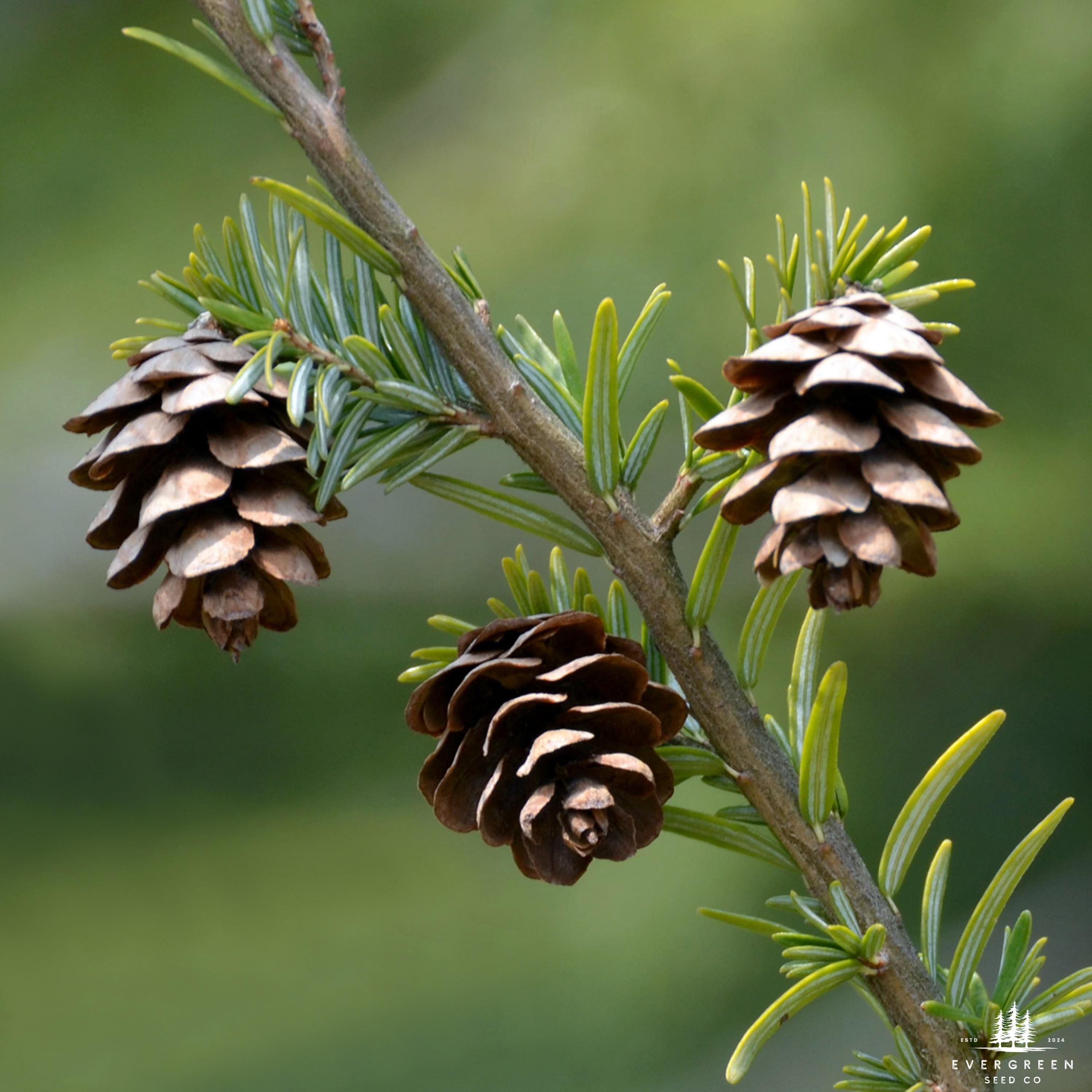 Eastern Hemlock Seeds (tsuga Canadensis) | Rare Native Evergreen for ...