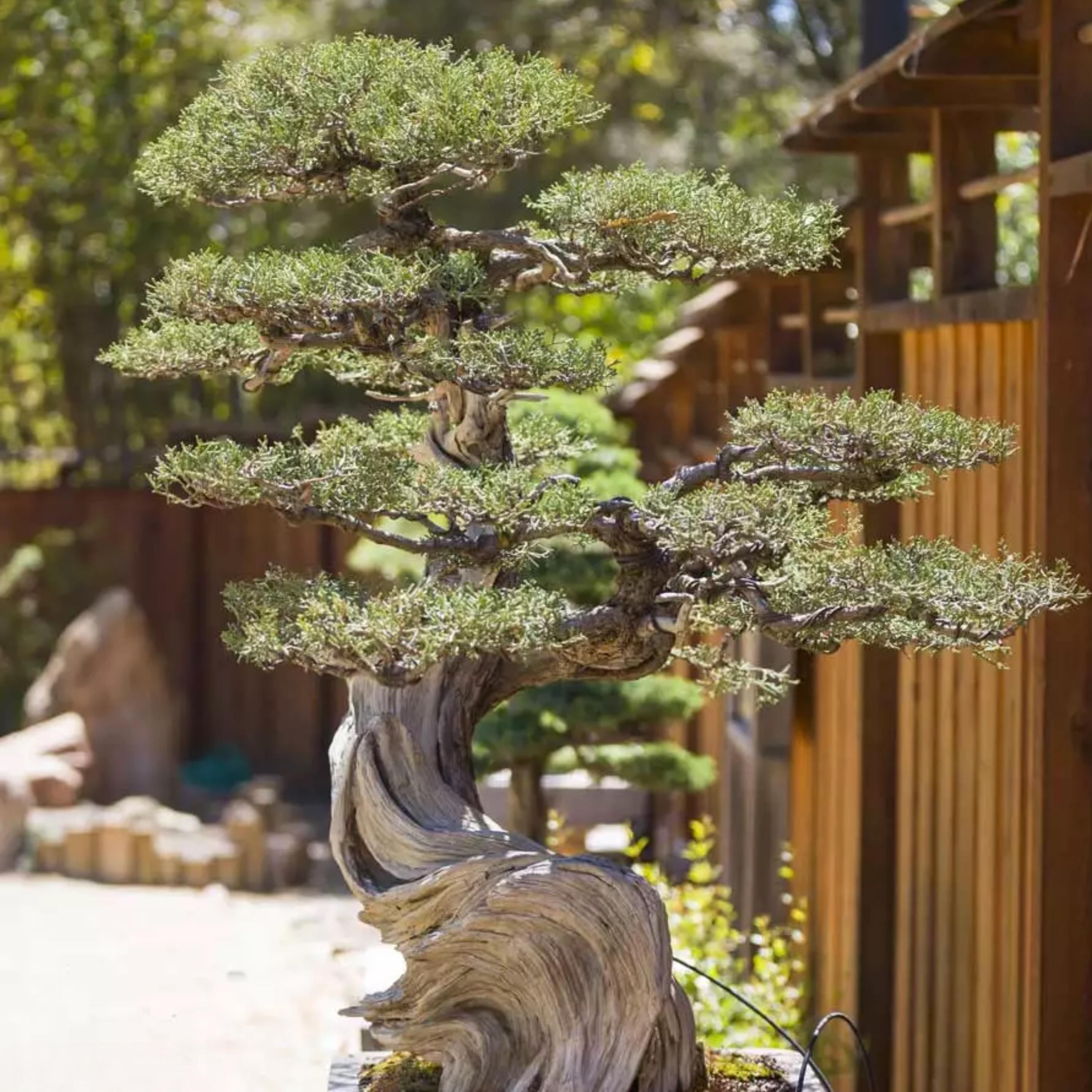 Eastern Red Cedar Tree Seeds | Juniperus Virginiana | Hardy Midwestern ...