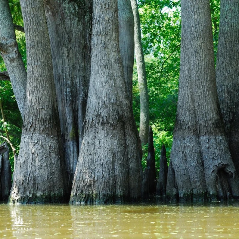Water Tupelo Tree Seeds | Cotton Gum | (nyssa Aquatica) - Etsy