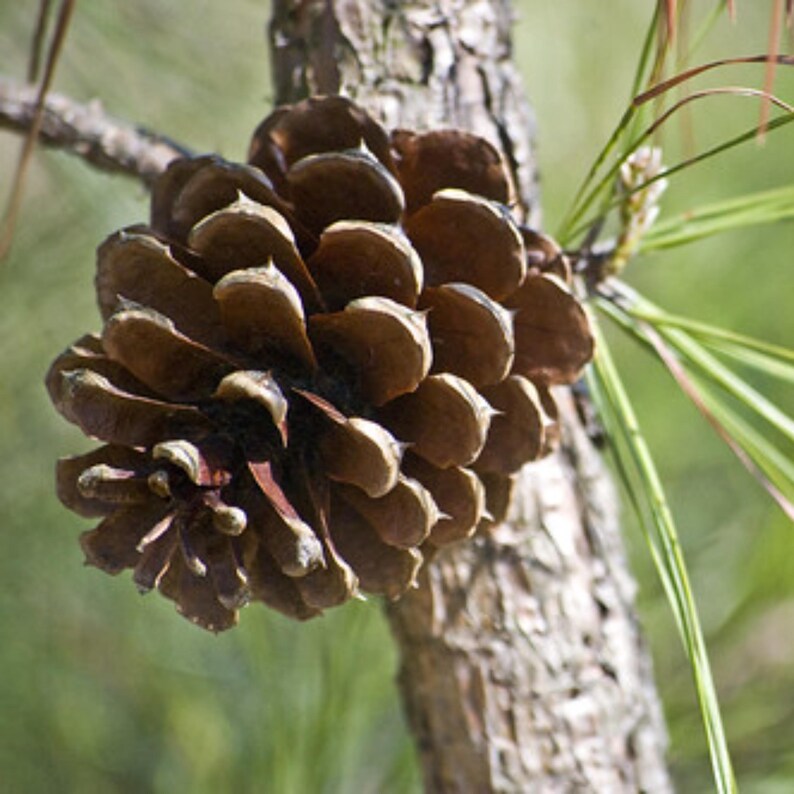 Loblolly Pine Tree Seeds Pinus Taeda Fast Growing Evergreen for ...