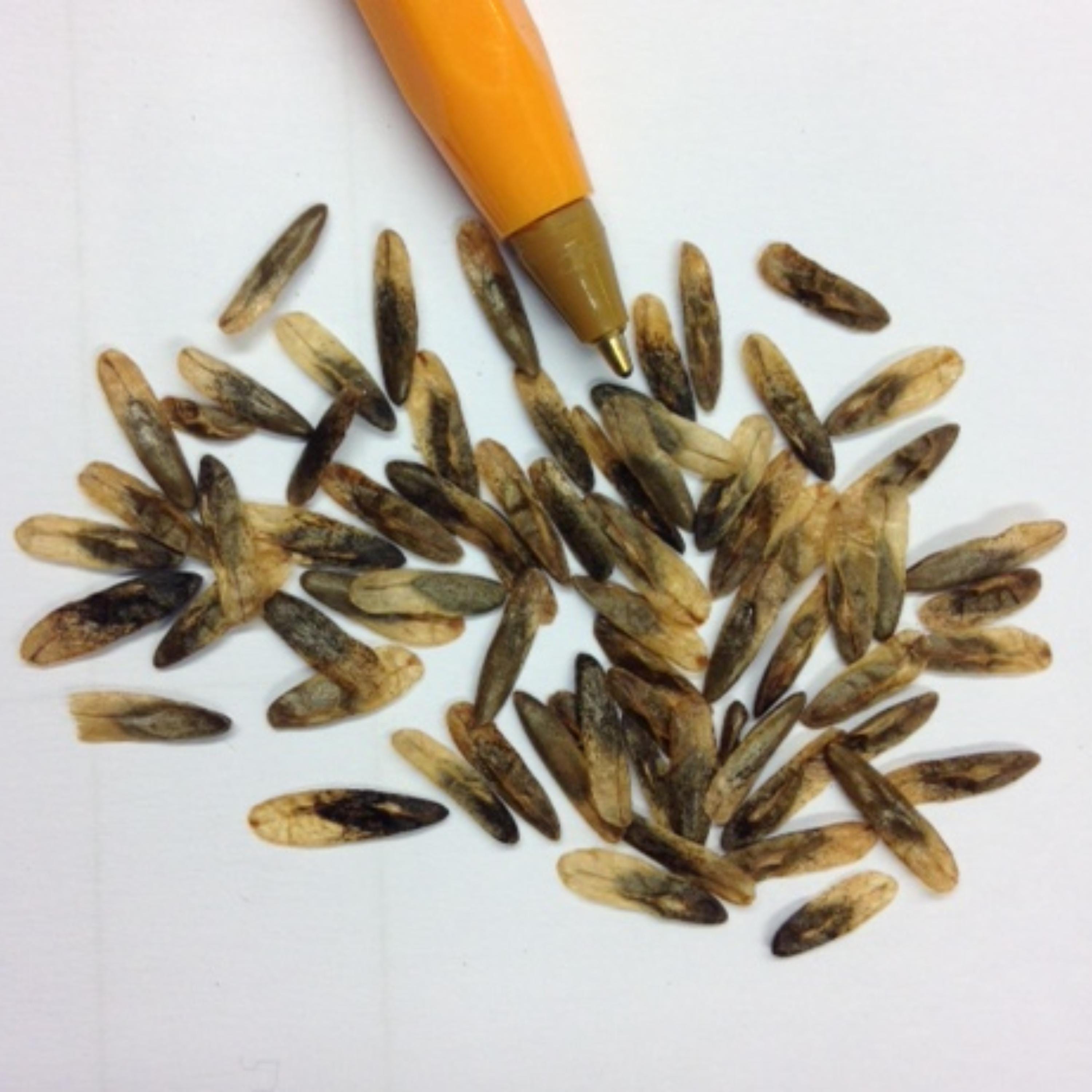 Sweet Gum Tree Seeds: Liquidambar Styraciflua, Vibrant Fall Colors - Etsy