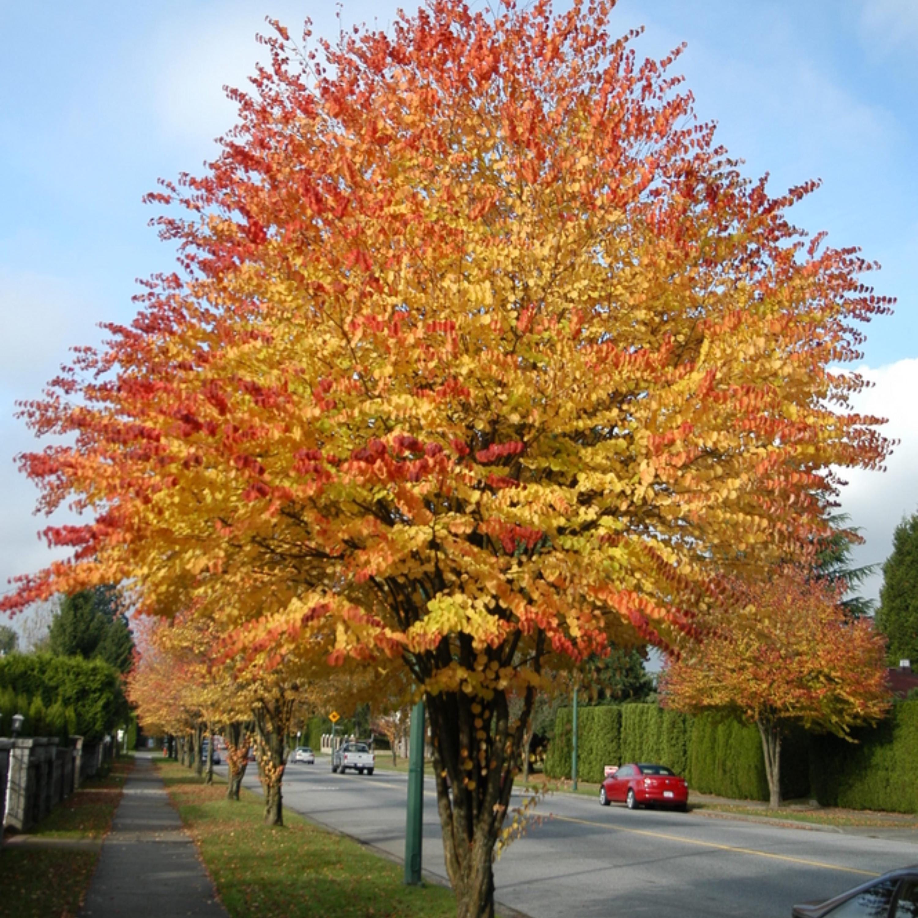 Katsura Tree Seeds | Japanese Caramel Tree | (cercidiphyllum Japonicum ...