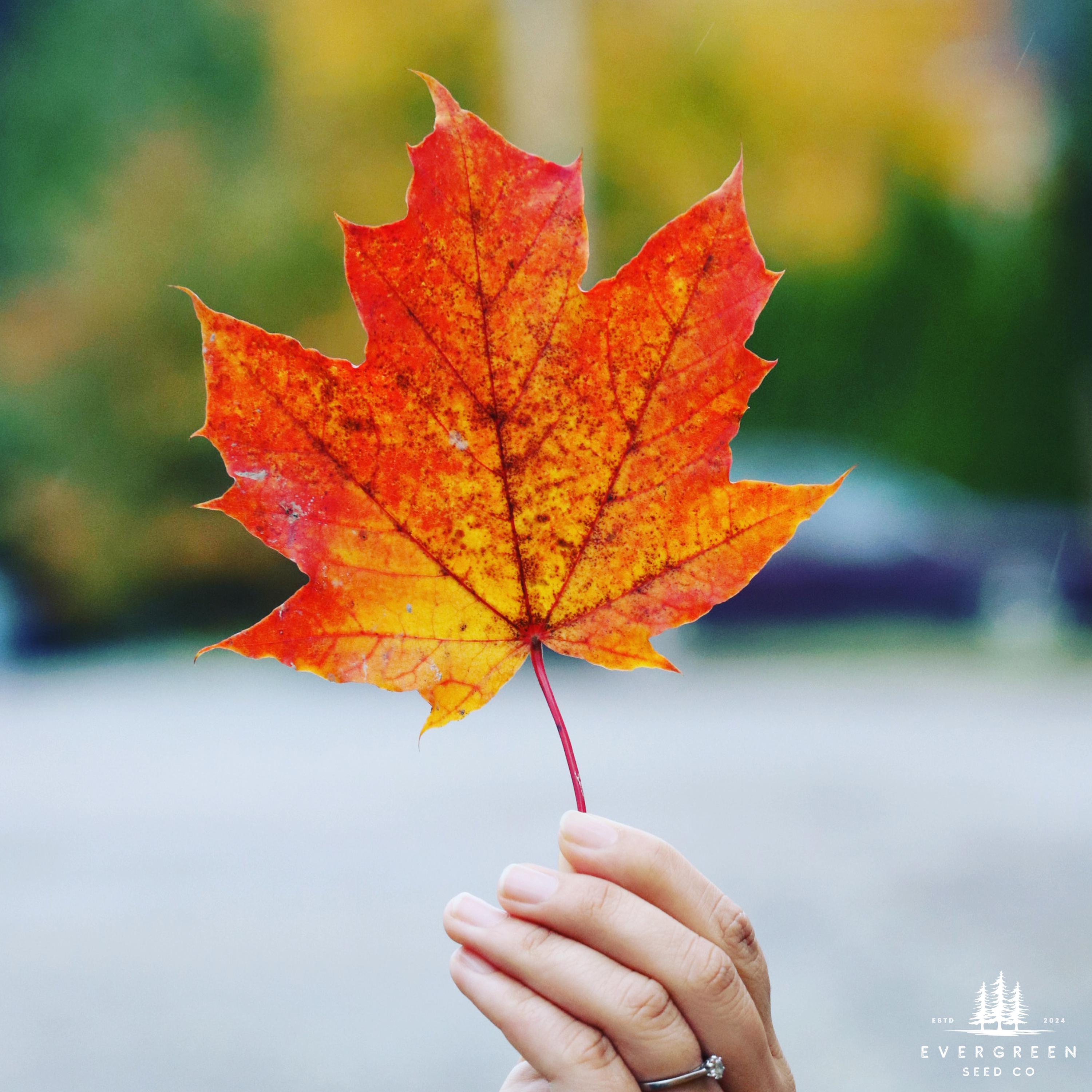 Red Maple Tree Seeds (acer Rubrum) | Hardy, Fast-growing Native for ...