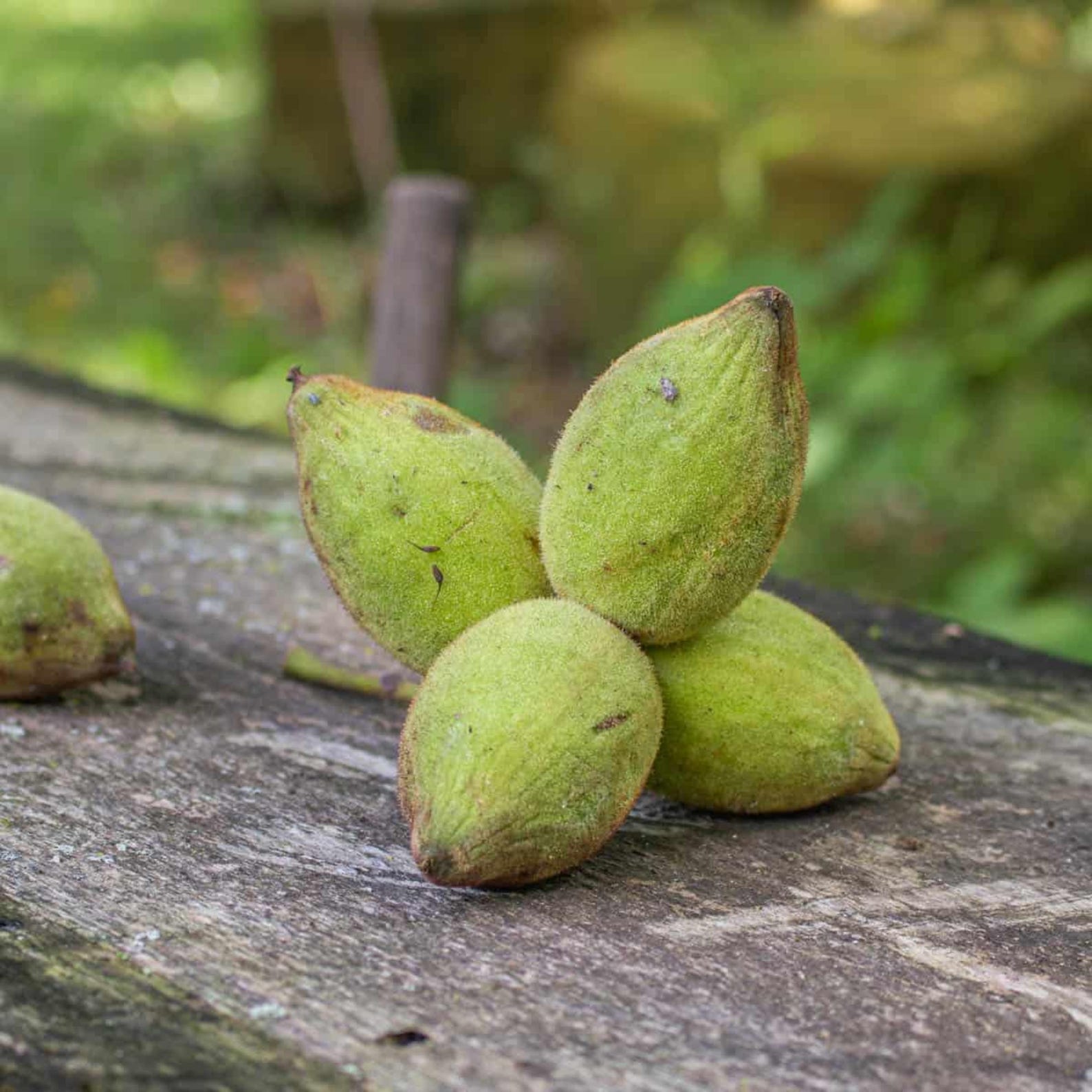 Butternut Tree Seeds | White Walnut | (juglans Cinerea) - Etsy