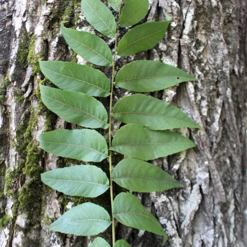 Butternut Tree Seeds | White Walnut | (juglans Cinerea) - Etsy