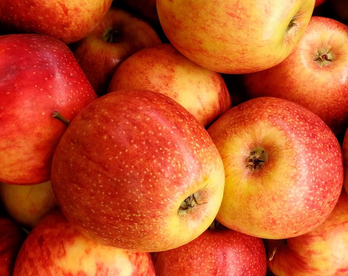 Red Delicious Apple Tree on M7, Bare Root, スターキング・デリシャス リンゴ, 红星苹果 - Etsy