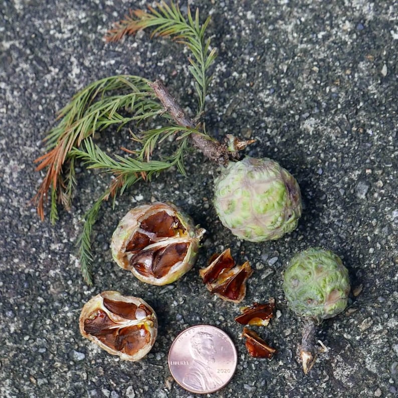 Bald Cypress Tree Seeds - Taxodium Distichum | Native Wetland Trees for ...