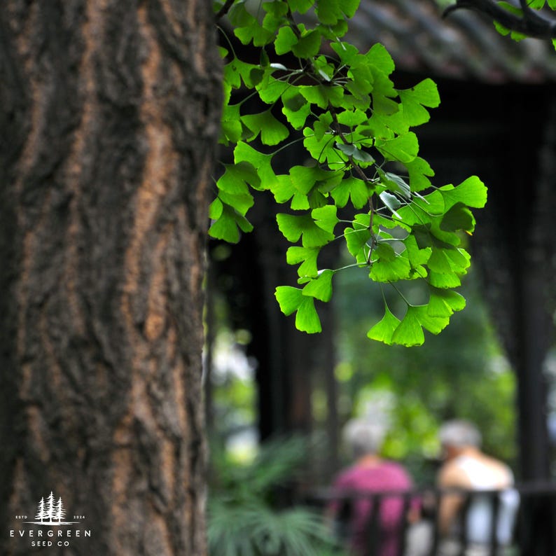 Ginkgo Biloba Tree Seeds | Maidenhair Tree | Rare Ornamental Hardy Tree ...