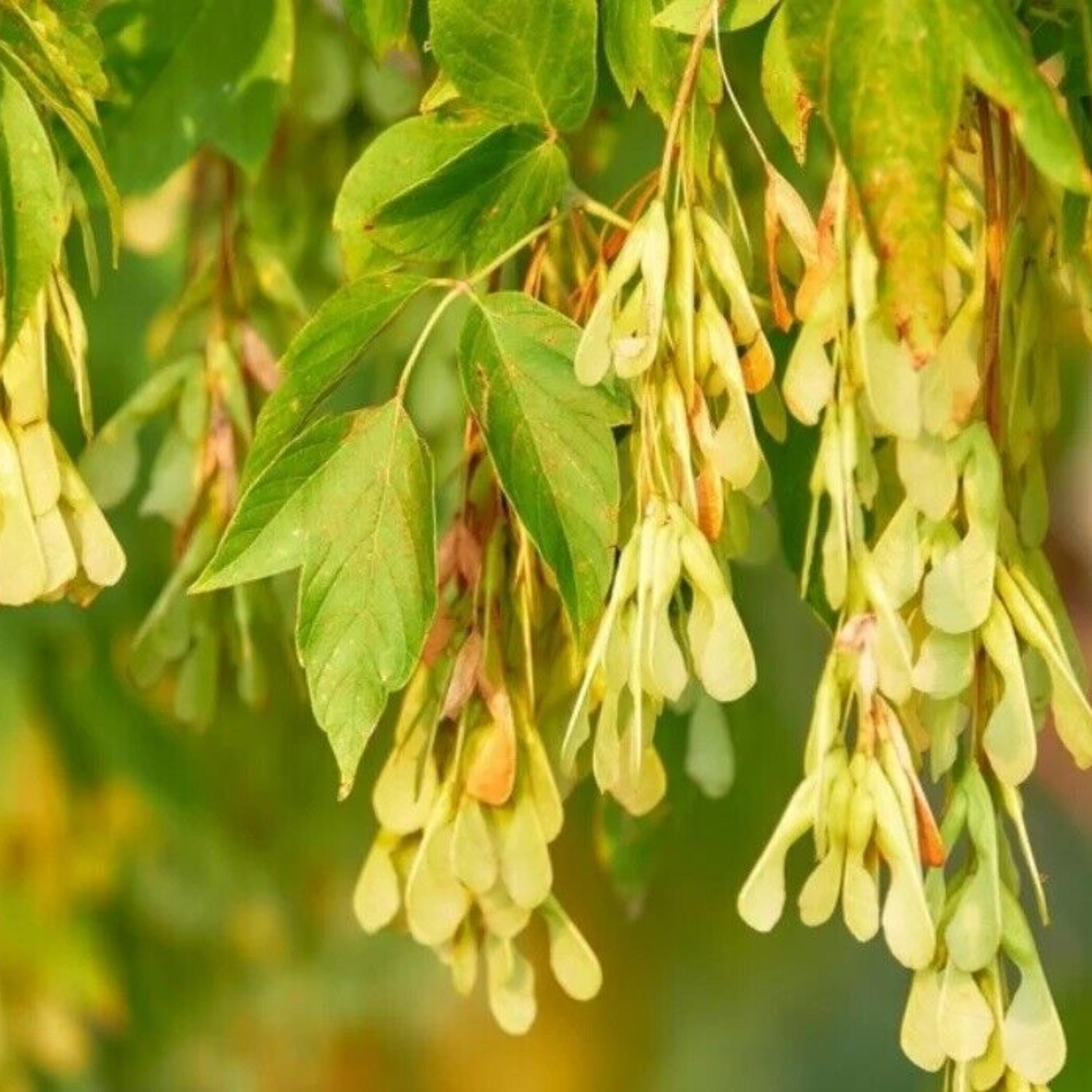 Box Elder Tree Seeds: Acer Negundo, Fast Growing Shade Tree - Etsy