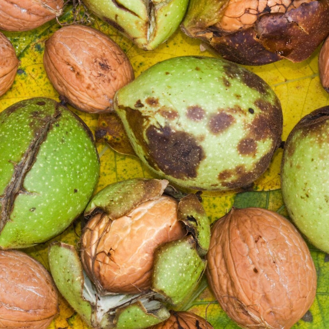 Carpathian English Walnut Tree Seeds | Persian Walnut | (juglans Regia ...