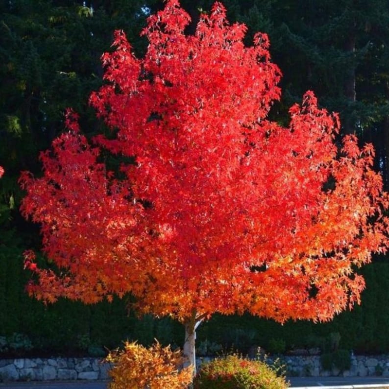 Sweet Gum Tree Seeds Fast-growing Shade Tree With Star-shaped Leaves ...