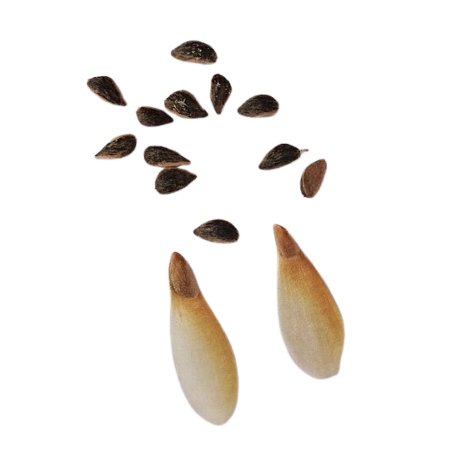 Norway Spruce Tree Seeds (picea Abies) | Hand-harvested Evergreen for ...