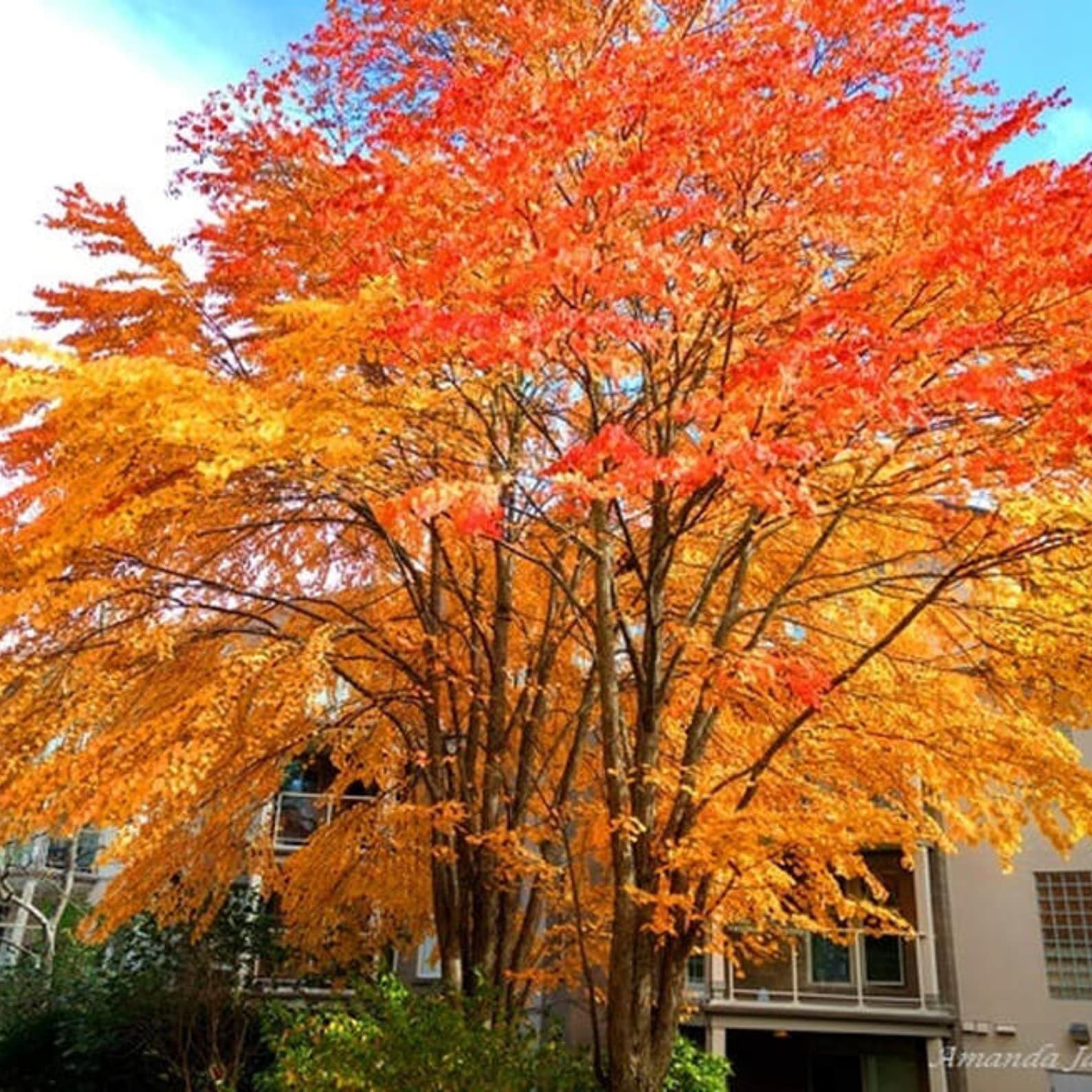 Katsura Tree Seeds | Caramel Scented | Japanese Caramel Tree ...
