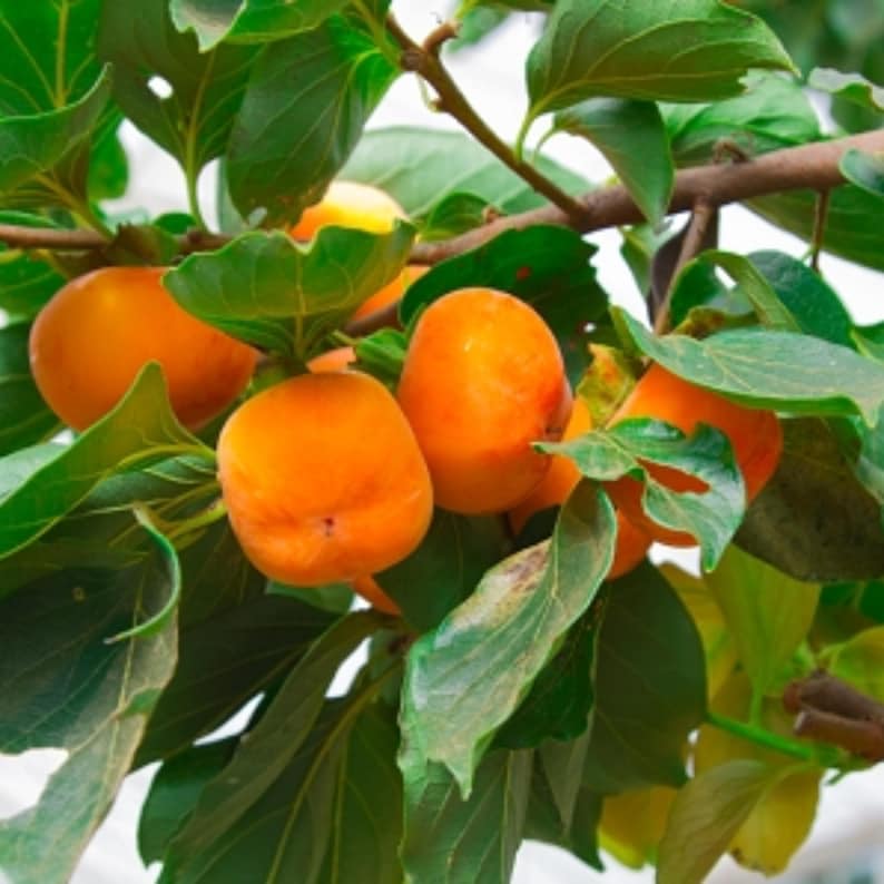 Persimmon Tree Seeds - Diospyros | Sweet & Tasty Fruit | Easy to Grow ...