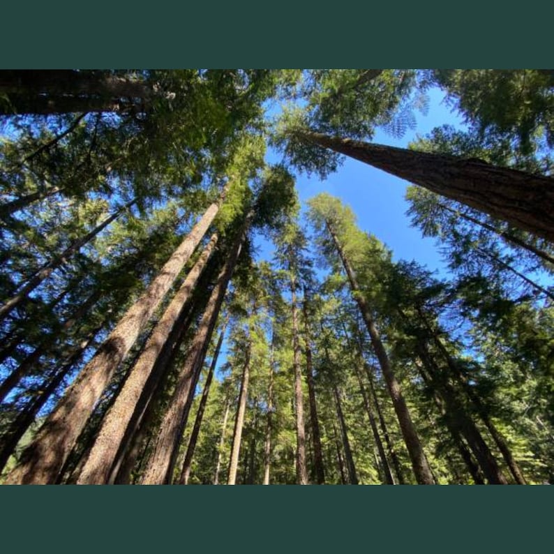 Eastern Hemlock Tree Seeds: Native Tsuga Canadensis for Reforestation ...