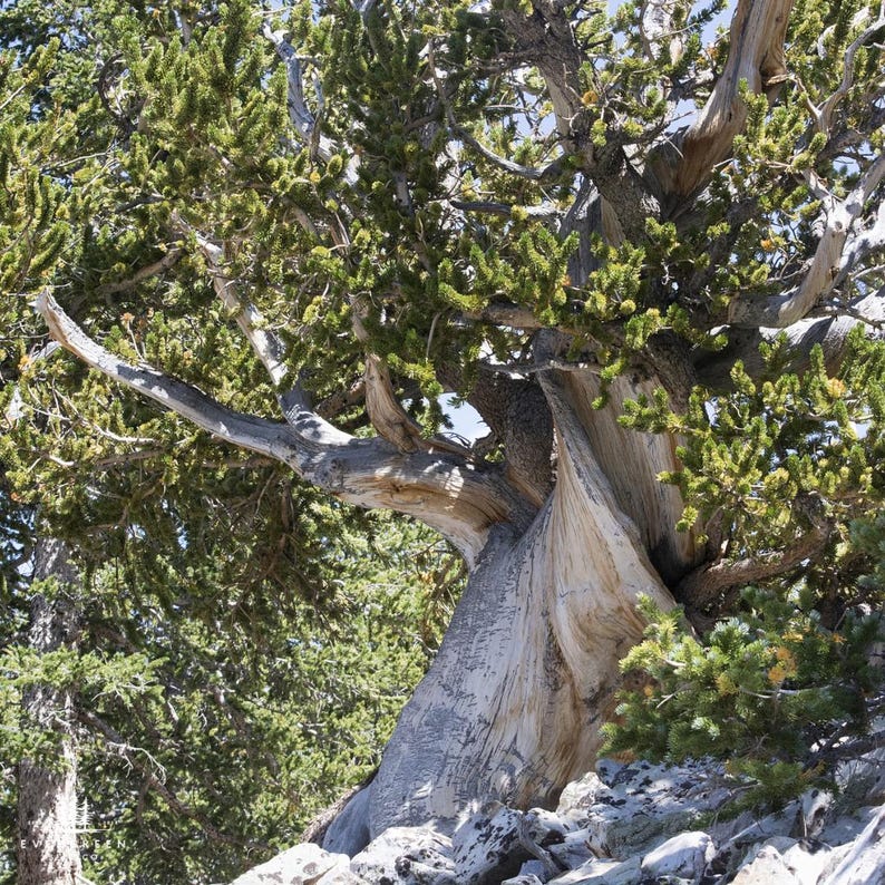 Great Basin Bristlecone Pine Seeds | Pinus Longaeva | Ancient Survivor ...