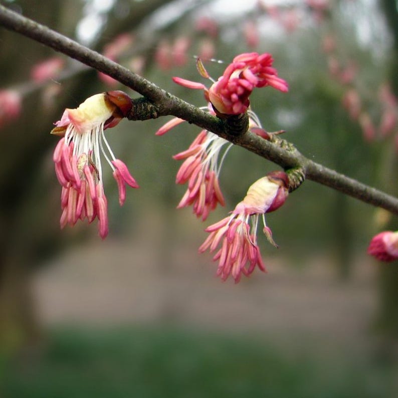 Katsura Tree Seeds | Caramel Scented | Japanese Caramel Tree ...