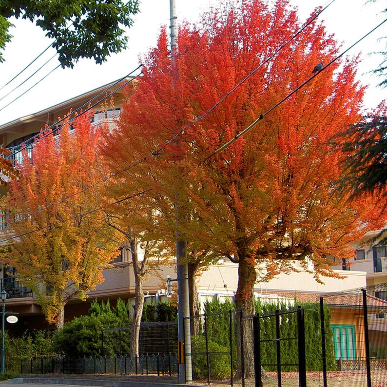 Trident Maple Tree Seeds acer Buergerianum Hardy, Fast-growing Bonsai ...