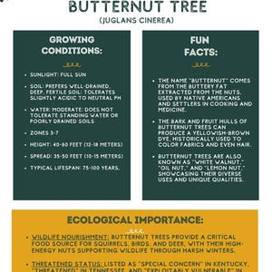 Butternut Tree Seeds | White Walnut | (juglans Cinerea) - Etsy