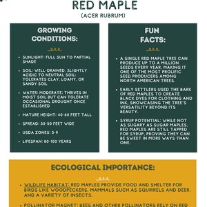 Red Maple Tree Seeds (acer Rubrum) | Hardy, Fast-growing Native for ...