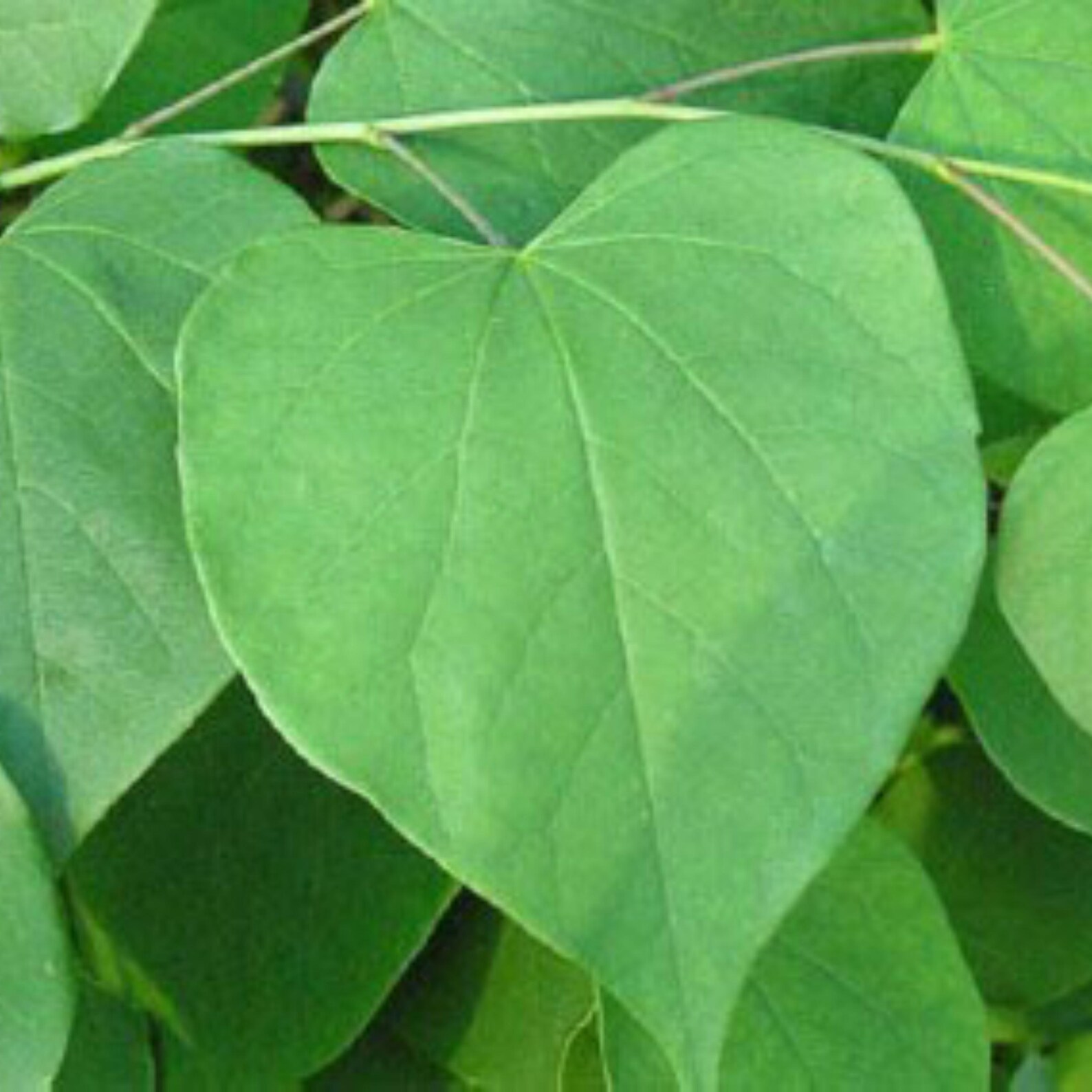 Eastern Redbud Tree Seeds (cercis Canadensis) | Native Flowering Tree ...