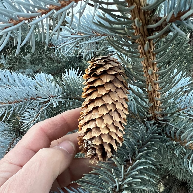 Colorado Blue Spruce Tree Seeds | Fast Growing Evergreen for Gardens ...