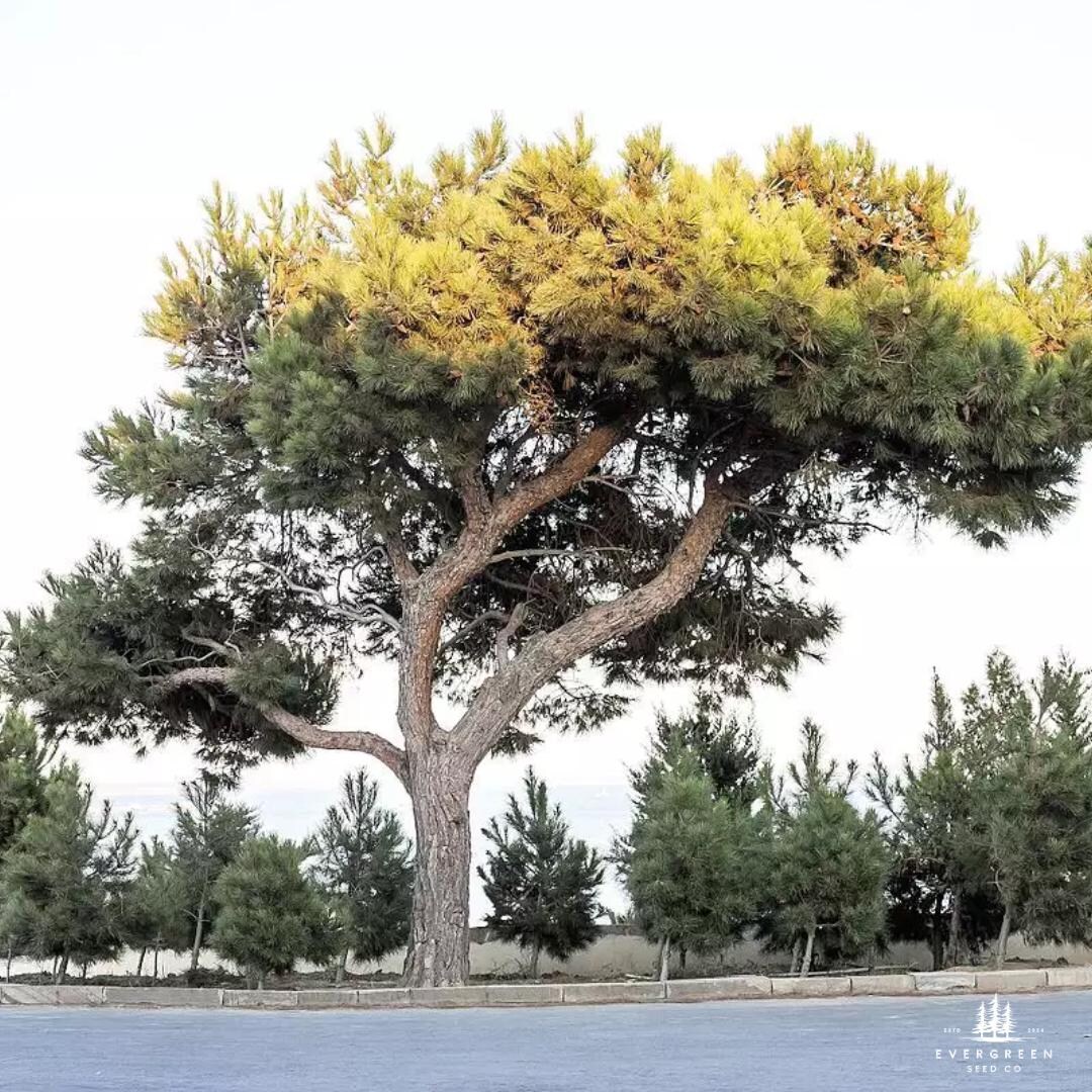 Afghan Pine Tree Seeds | (pinus Eldarica) - Etsy