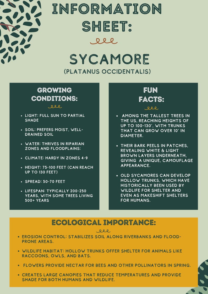 Sycamore Tree Seeds | American Sycamore | (platanus Occidentalis) - Etsy